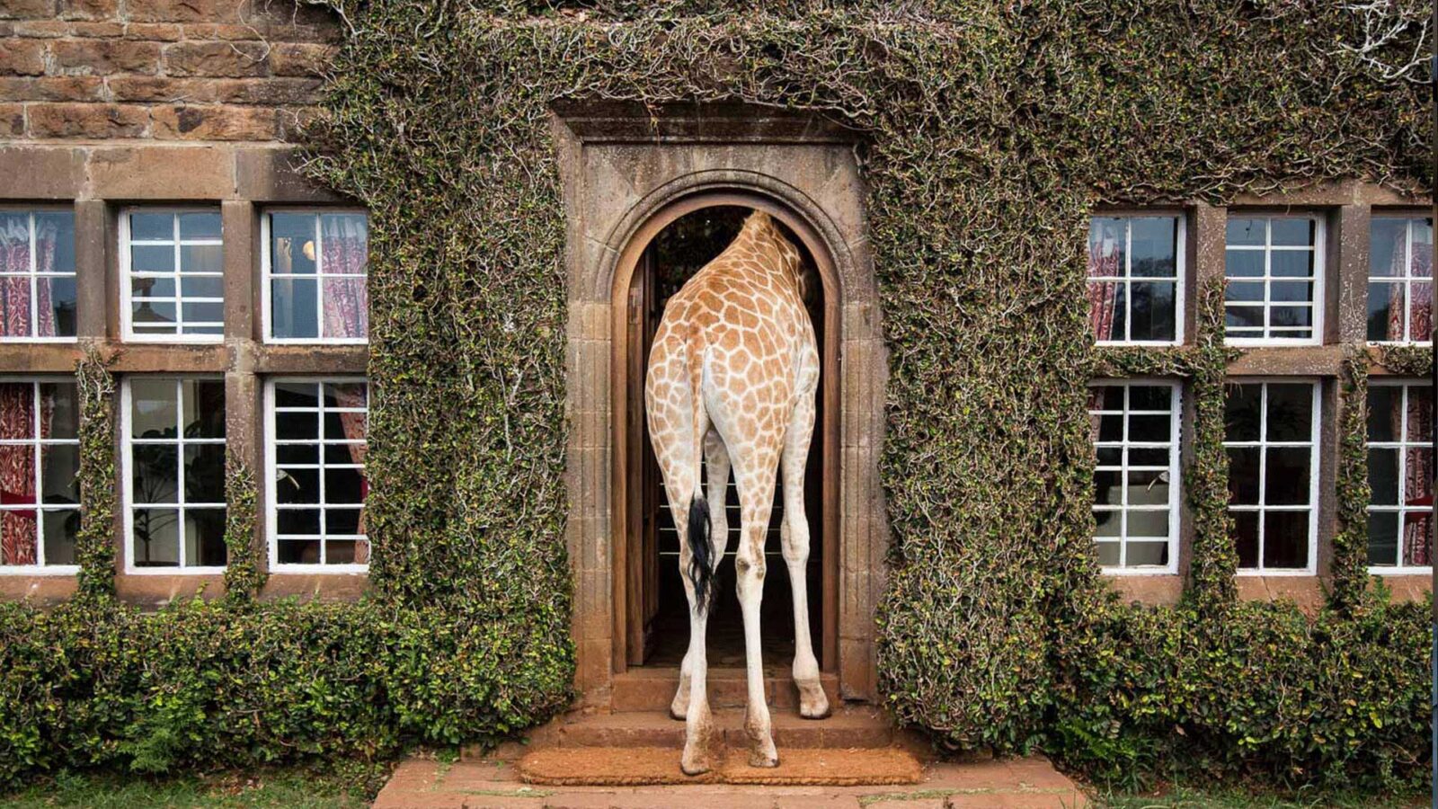 Luxury Wildlife Escapes: Discover the World’s Most Exclusive Nature ...